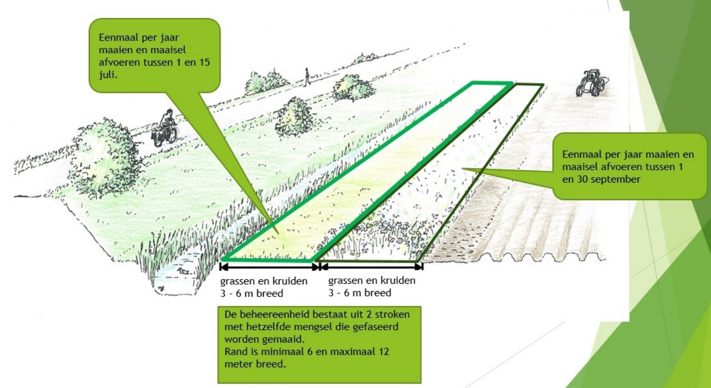 Poldernatuur Zeeland > Beheer pakketten > Akkerranden > Insectenrand